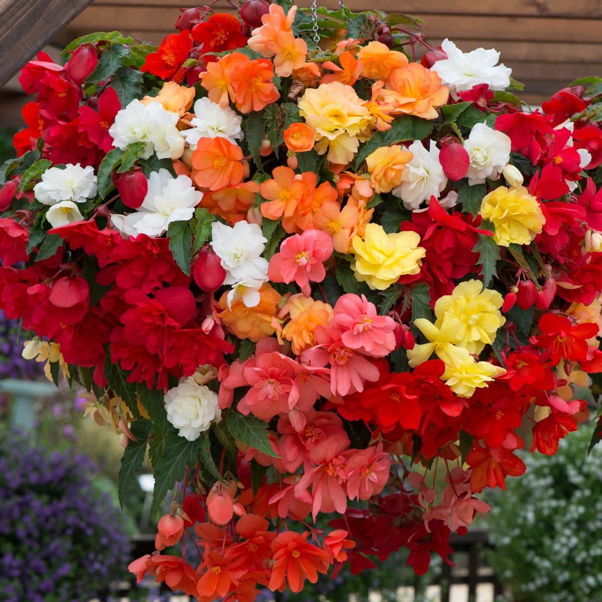 Begonia Illumination Mixed (Trailing) | Tray of 84 Large Plug Plants