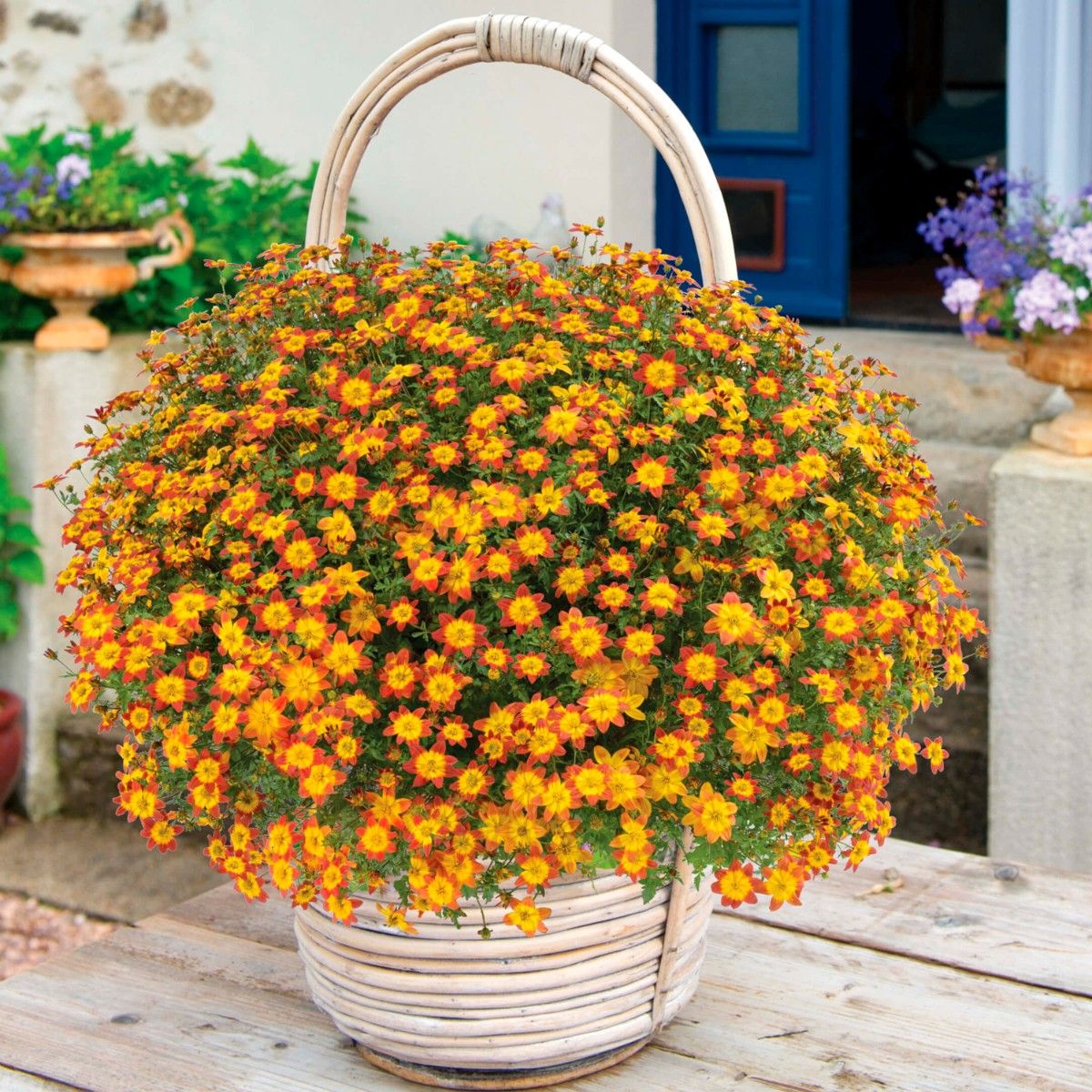 Bidens plant store