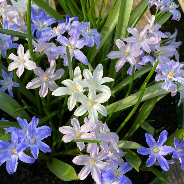 Chionodoxa Luciliae 'Mixed' | 25 Bulbs Per Pack