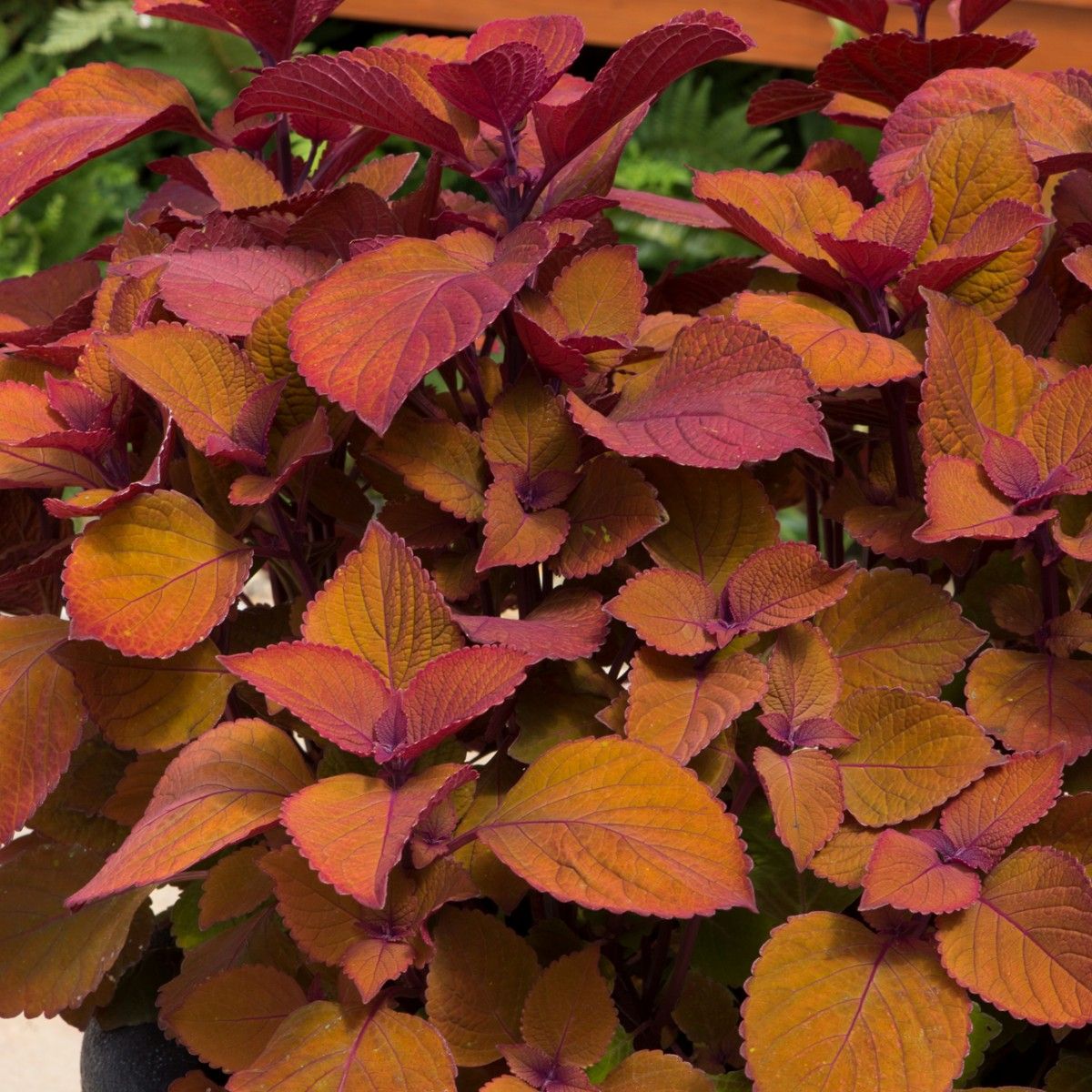 Coleus Campfire| 5 x 6cm Garden Ready Biodegradable Potted Plants