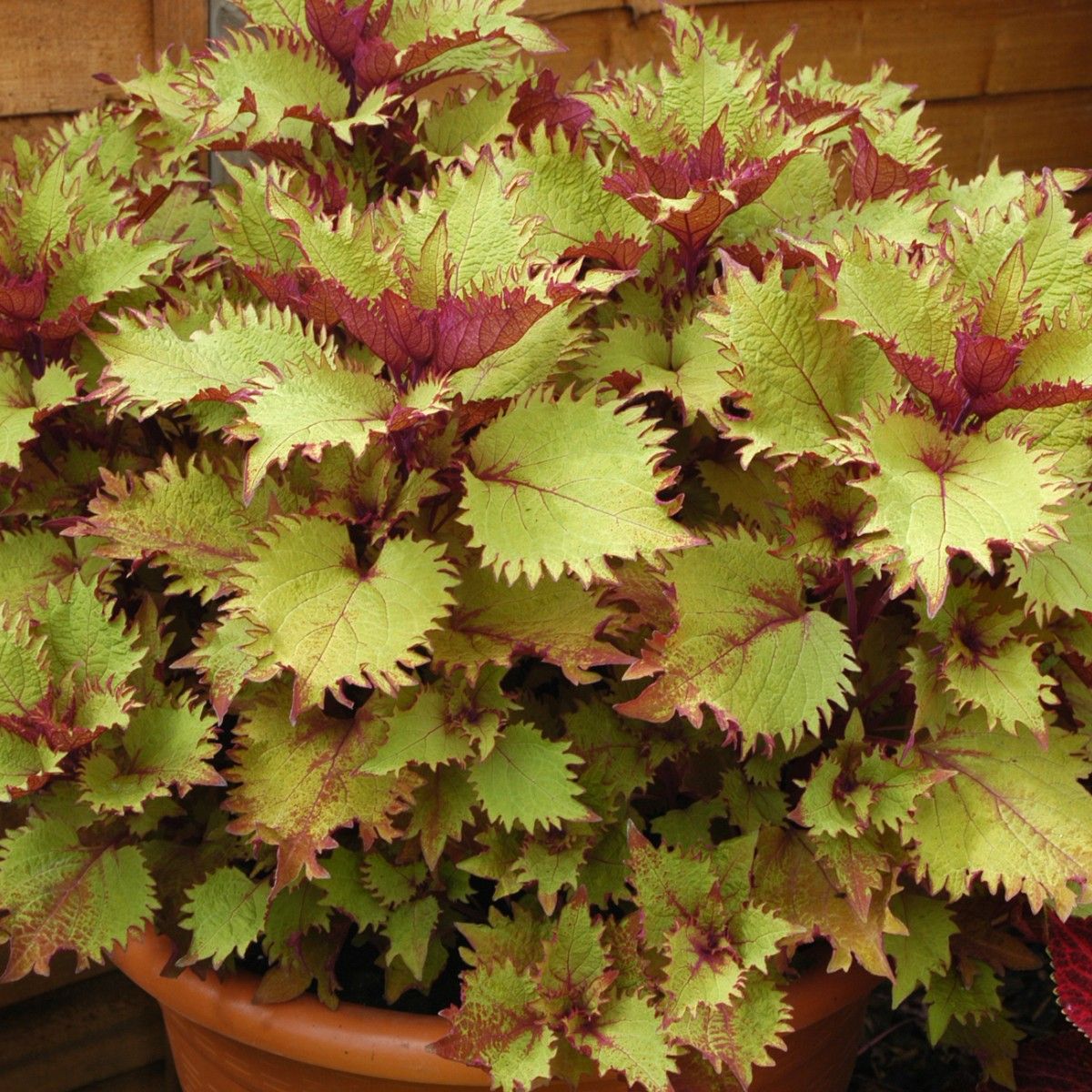 Coleus Henna| 5 x 6cm Garden Ready Biodegradable Potted Plants