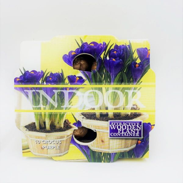 Crocus Purple Indoor Wooden Planter Gift |10 Crocus bulbs