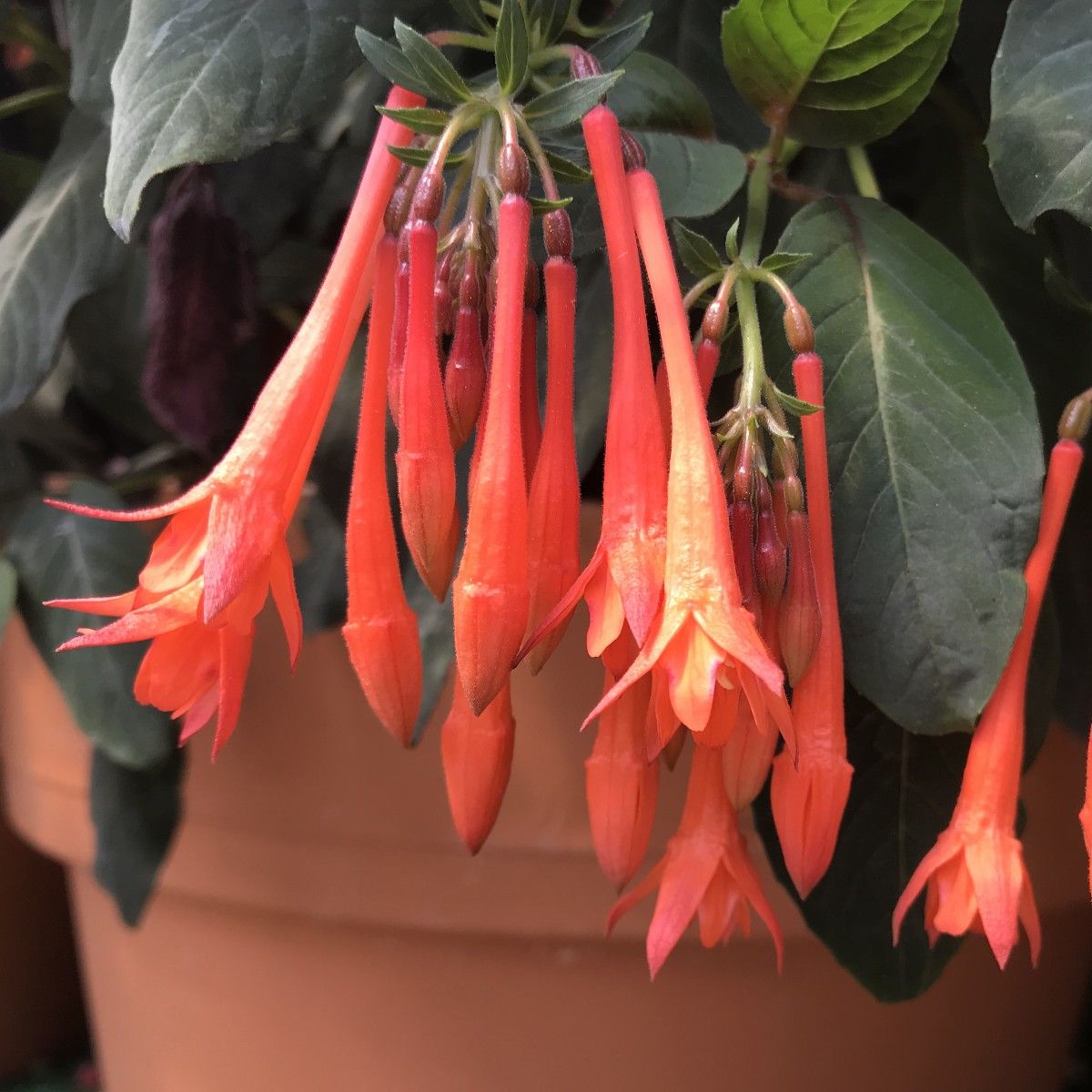 fuchsia tree uk