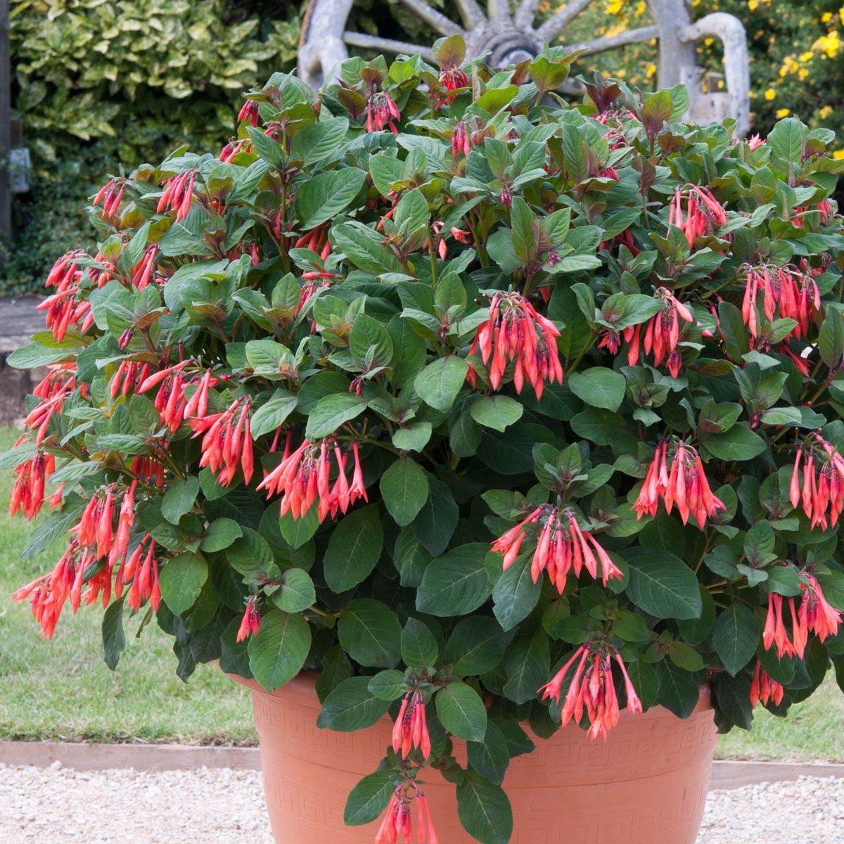 Fuchsia Koralle Fulgens (Triphylla Upright Bush) | 5 Large Plug Plants