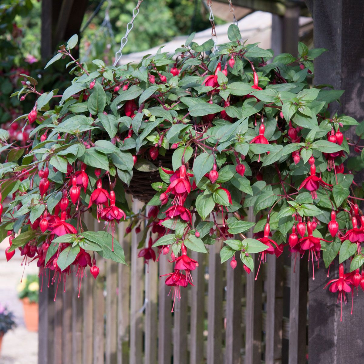 Fuchsia Marinka (Trailing) | 5 Large Plug Plants