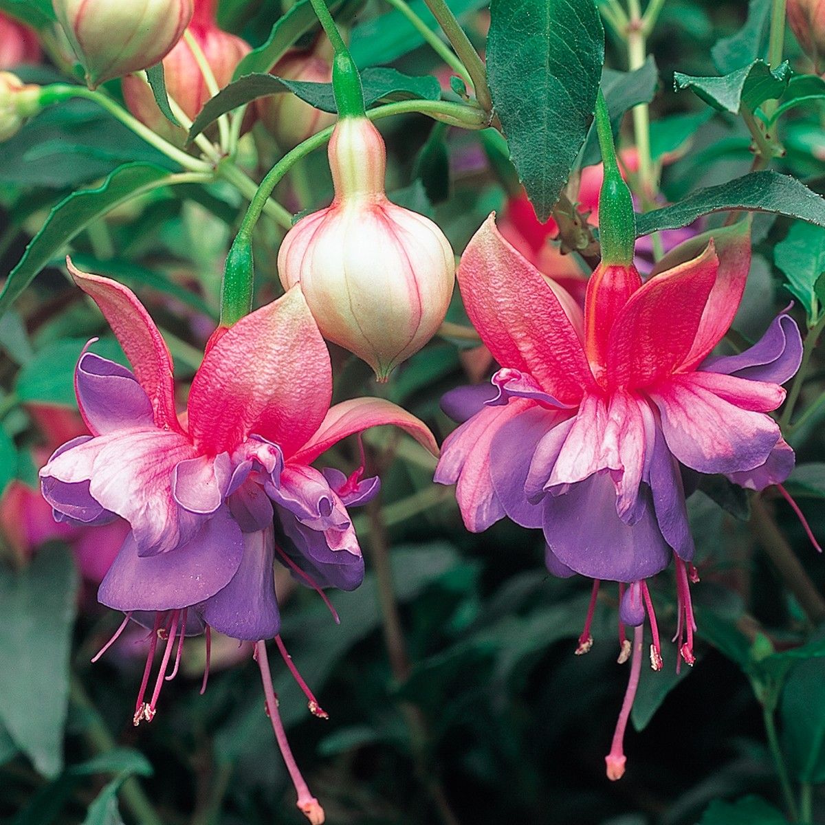 fuchsia tree uk