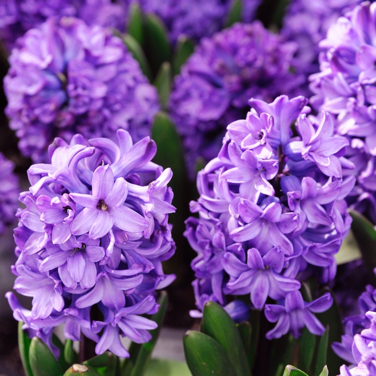 Hyacinthus Bedding 'Miss Saigon ' | 3 Bulbs Per Pack