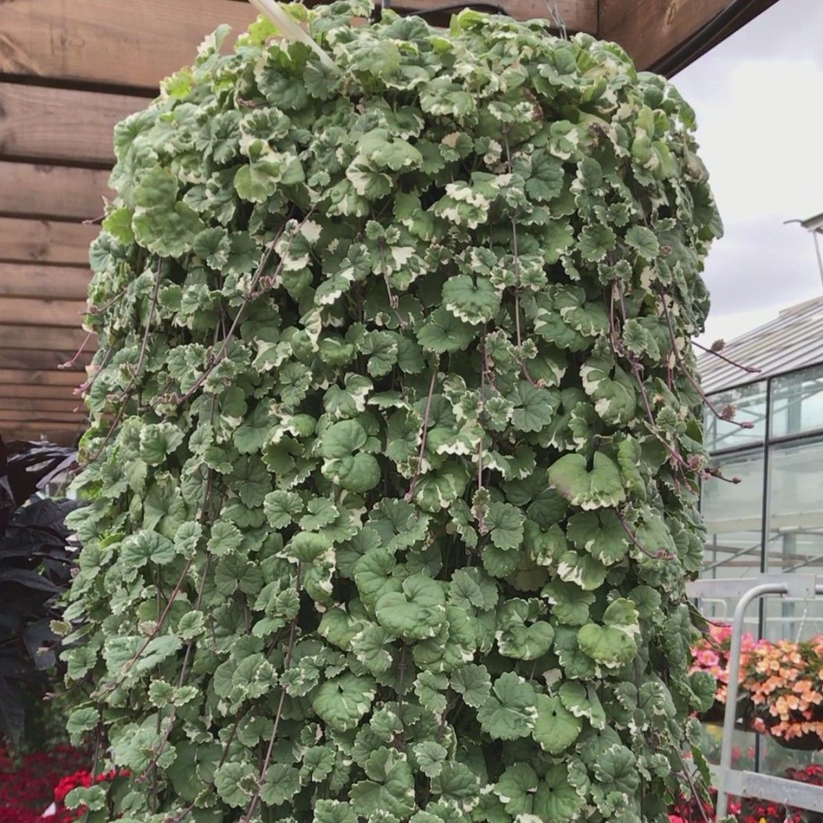 Nepeta Trailing | 5 Large Plug Plants