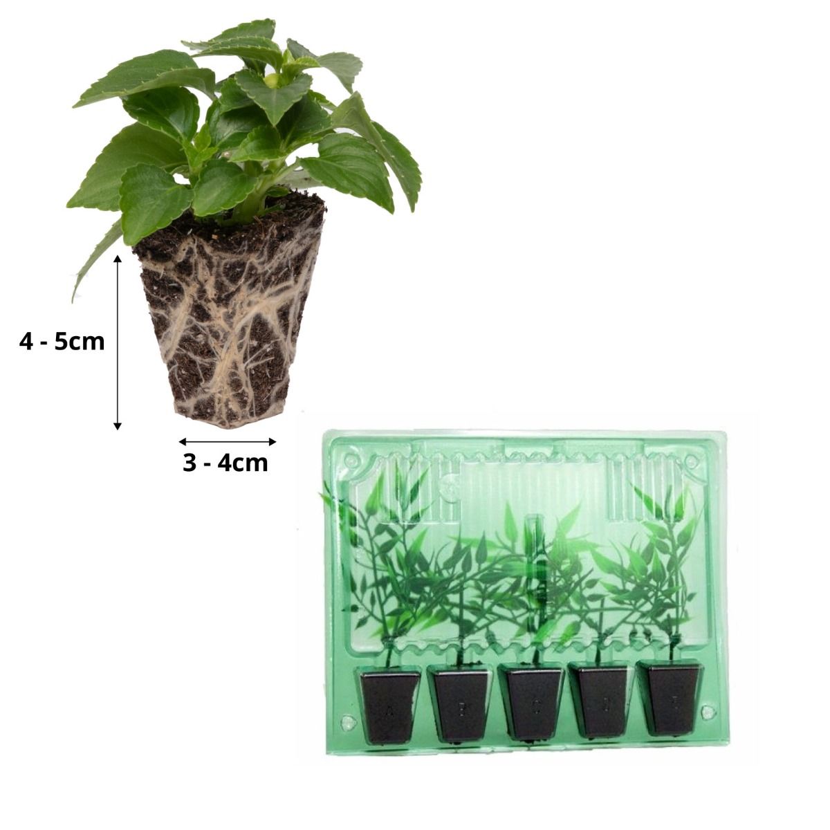 Giant Fuchsia Collection | 5 Large Plug Plants