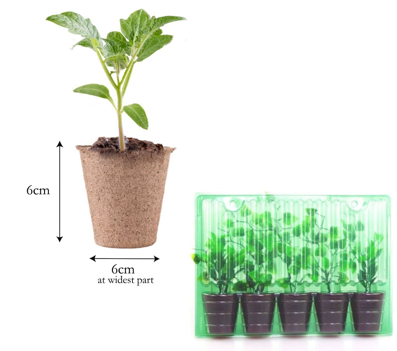 Primrose Rubens Mixed | Pack of 3 Garden Ready 7cm Pots