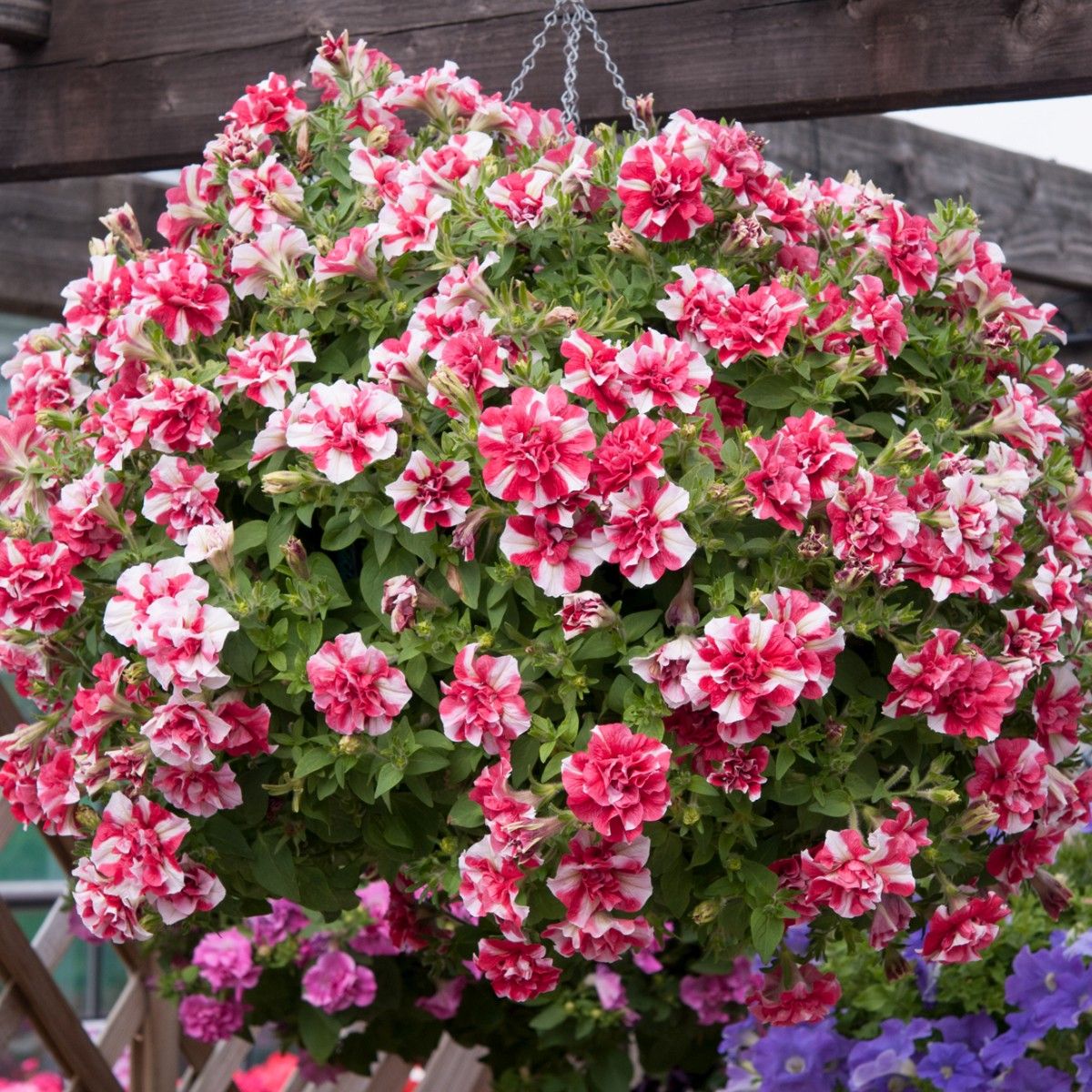 Petunia Tumbelina Scarlet Ripple | 5 Large Plug Plants