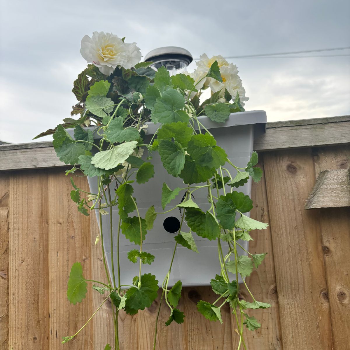 Go IllumiNest Grey / Silver Raised Hanging Solar Fence Planter/Bird Box