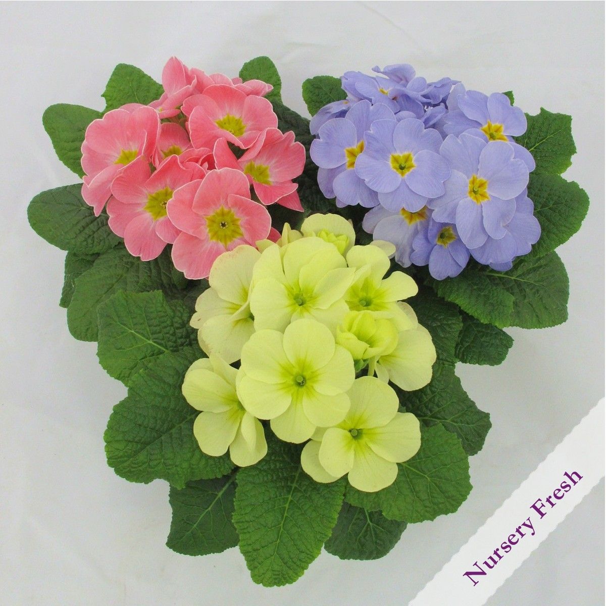 Primrose Candy Mixed | Pack of 3 Garden Ready 7cm Pots