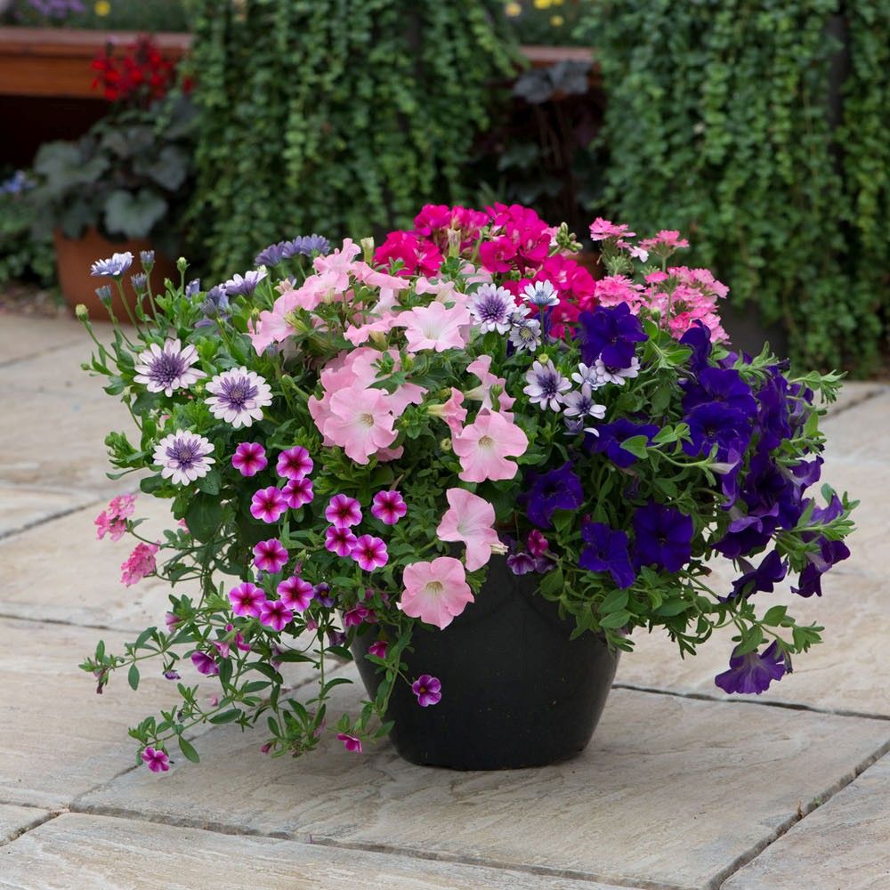 Sophistication EasiPlant Basket | 30cm Hanging Basket Speed Planter