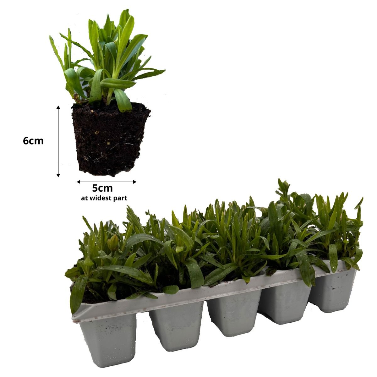 Broccoli (Calabrese) Marathon | Tray of 10 x 5cm Garden Ready Plants