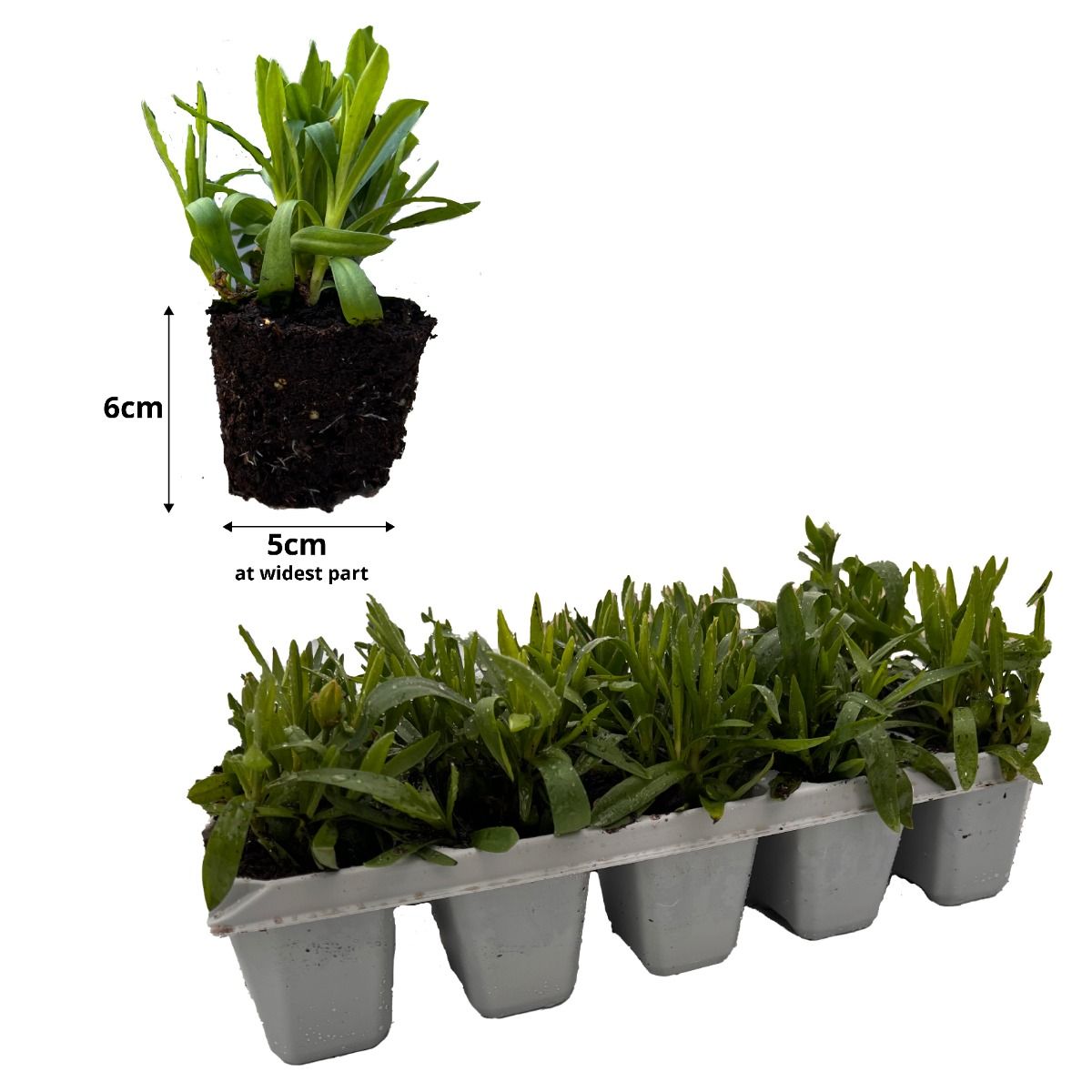 Pansy Panola XP Beaconsfield | Tray of 10 x 5cm Garden Ready Plants