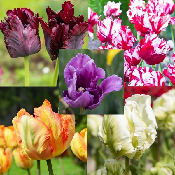 Tulip Parrot 'Mixed' | 7 Bulbs Per Pack