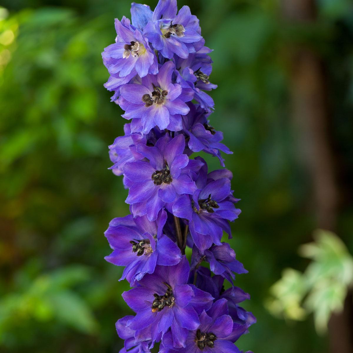 Delphinium Magic Fountain Dark Blue Black Bee | 1 Litre Garden Ready Plant