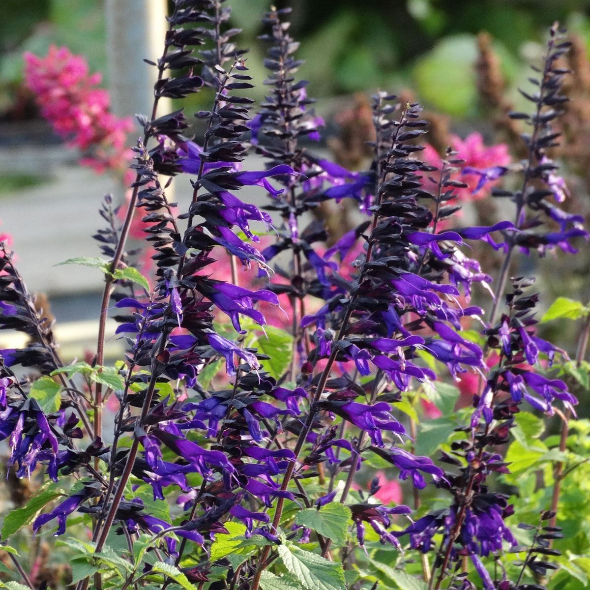 Salvia Amistad | 1 Litre Garden Ready Plant