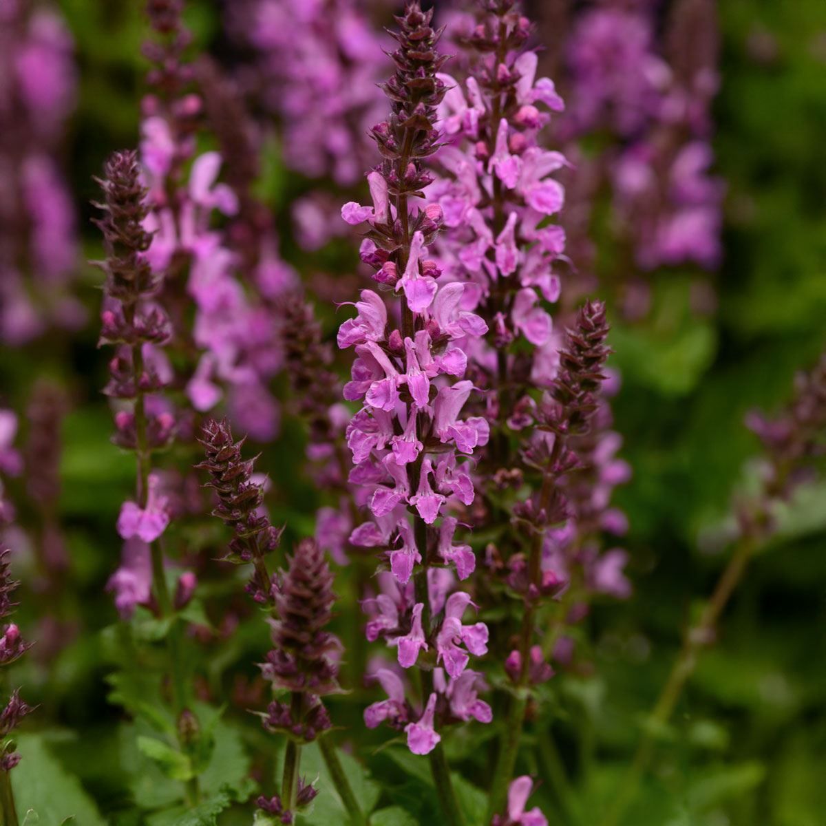 Salvia Rose Marvel | 1 Litre Garden Ready Plant