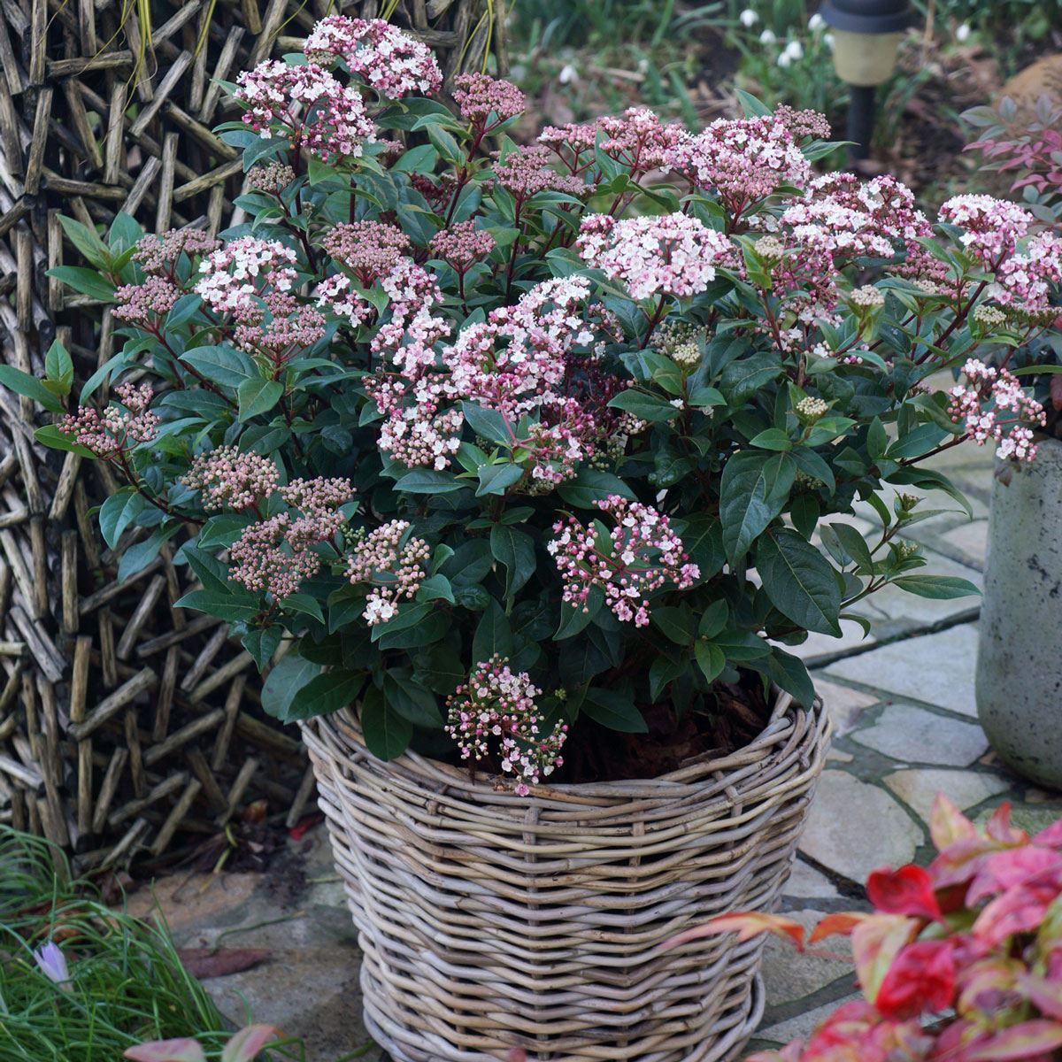 Viburnum tinus Spirit | 9cm Garden Ready Plant