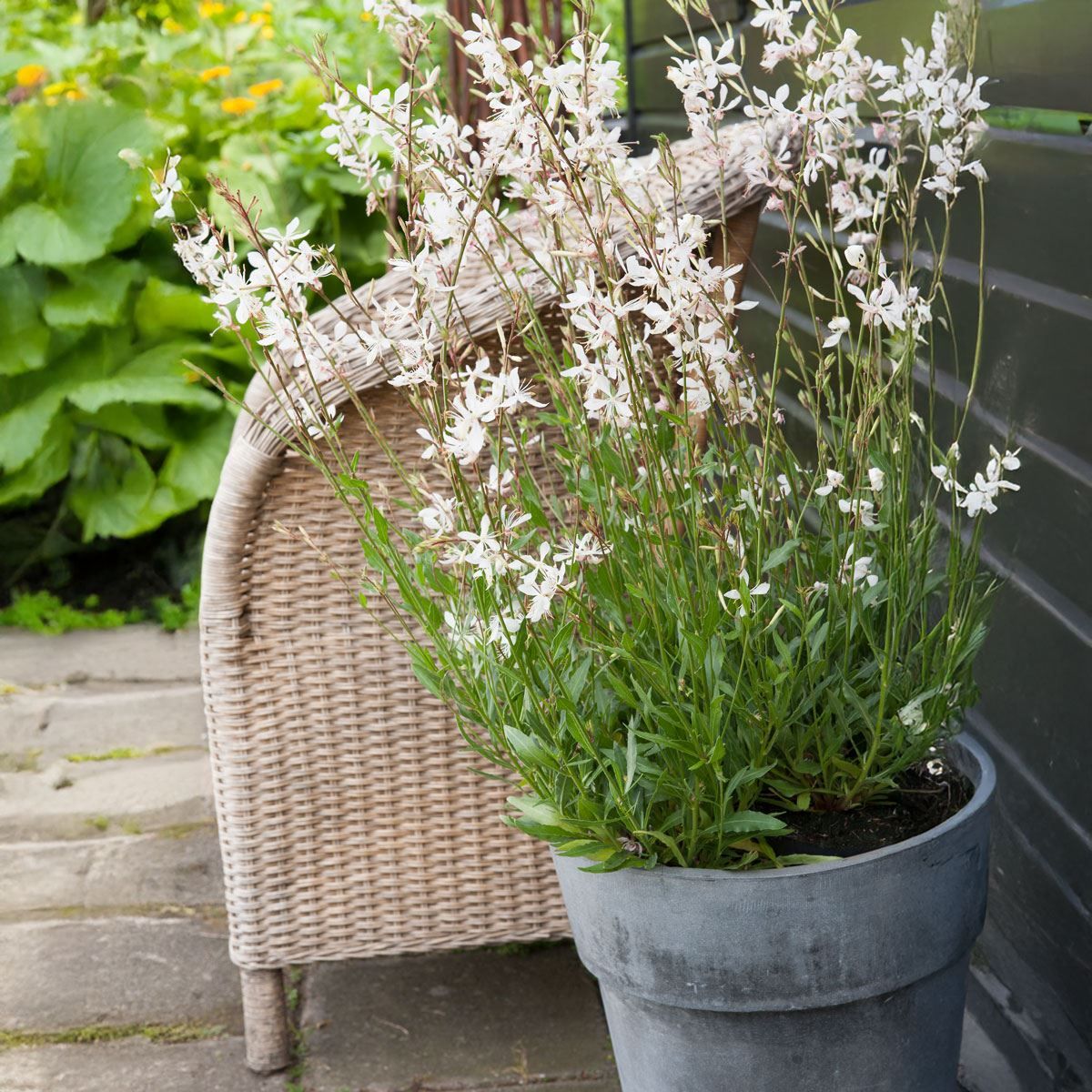 Gaura Elurra | 1 Litre Garden Ready Plant