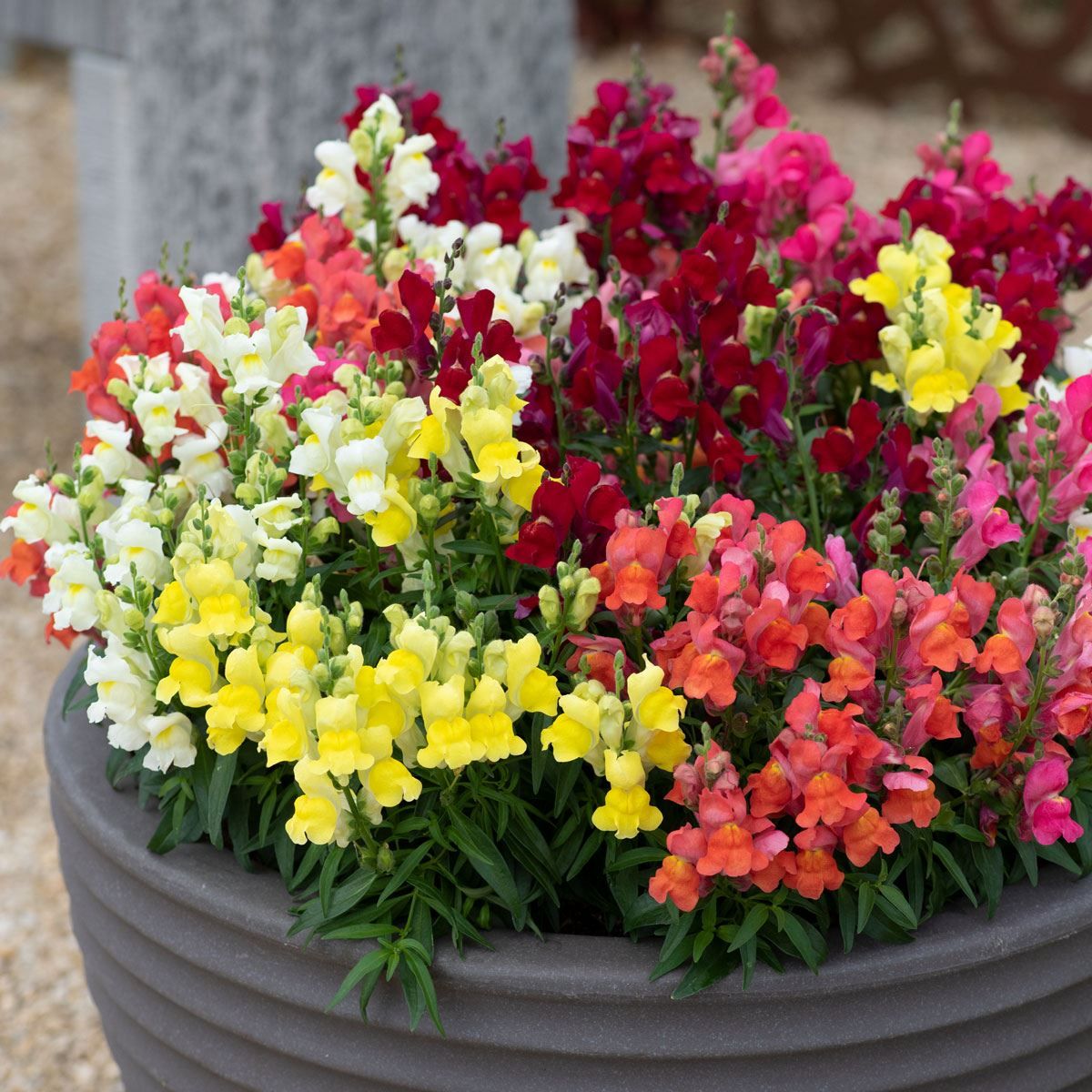 Antirrhinum Candy Tops Mixed | 5 x 6cm Garden Ready Biodegradable ...