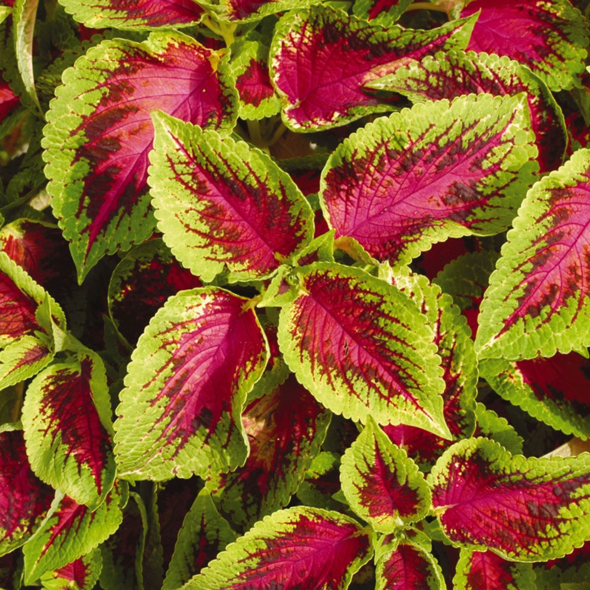 Coleus Watermelon | 3 x 6cm Garden Ready Biodegradable Potted Plants