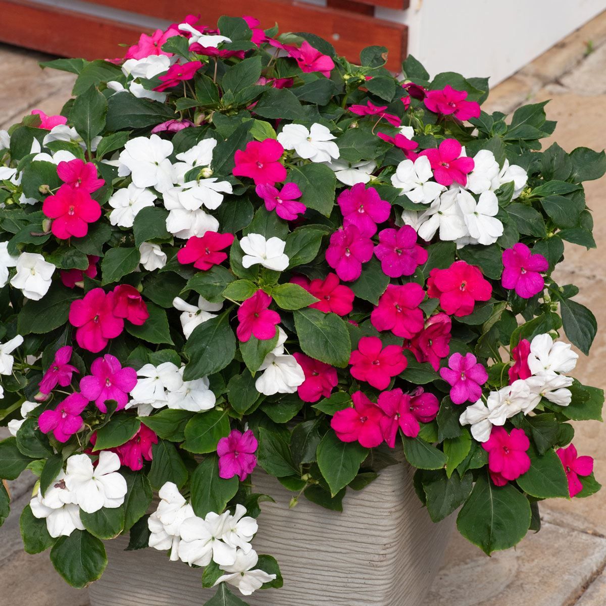 Impatien Beacon Berrie Smoothie Mixed | 5 x 6cm Garden Ready ...