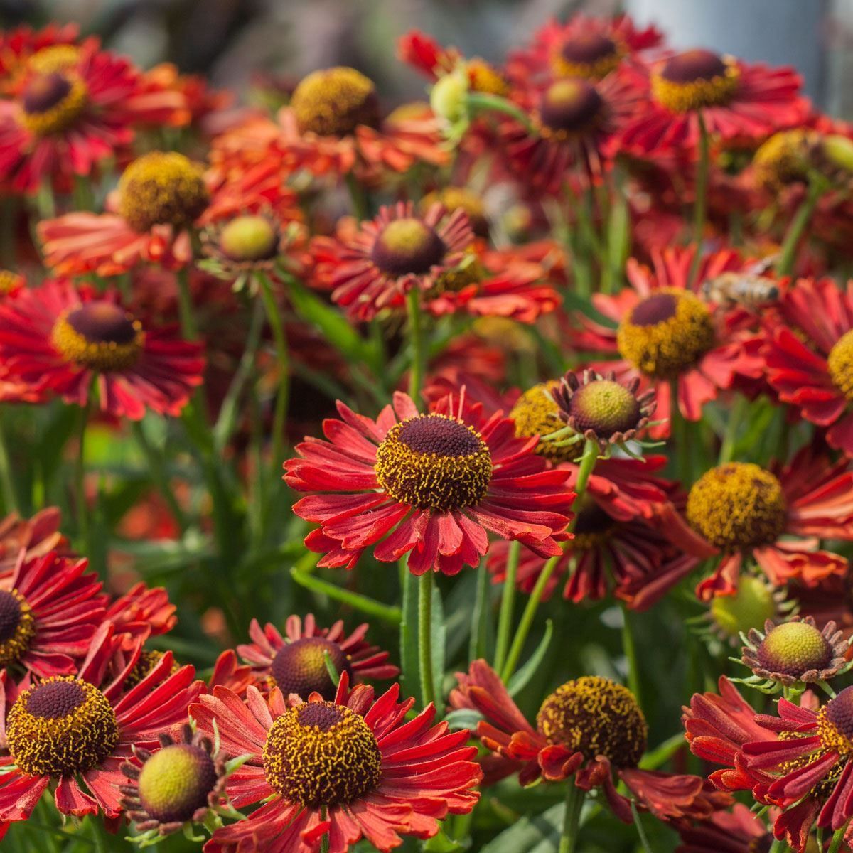 Helenium hybrida Ranchera | 1 Litre Garden Ready Plant