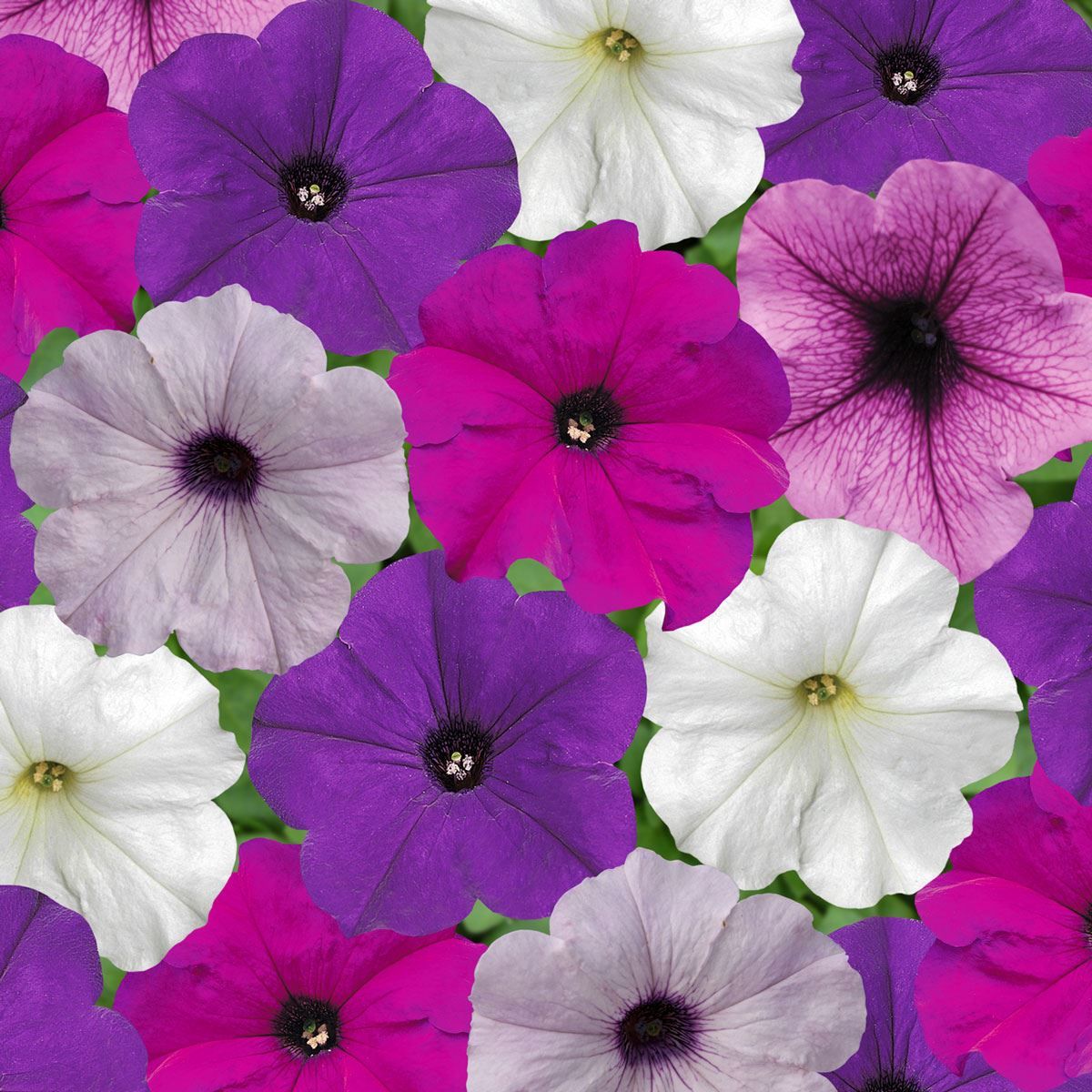 Petunia Easy Wave Grand Rapids Mixed | Tray of 28 Value Large Plug Plants