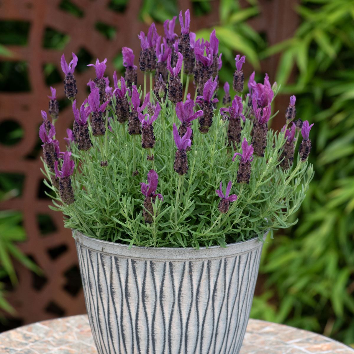 Lavender Butterfly Garden Intense Purple | 1 Litre Garden Ready Plant