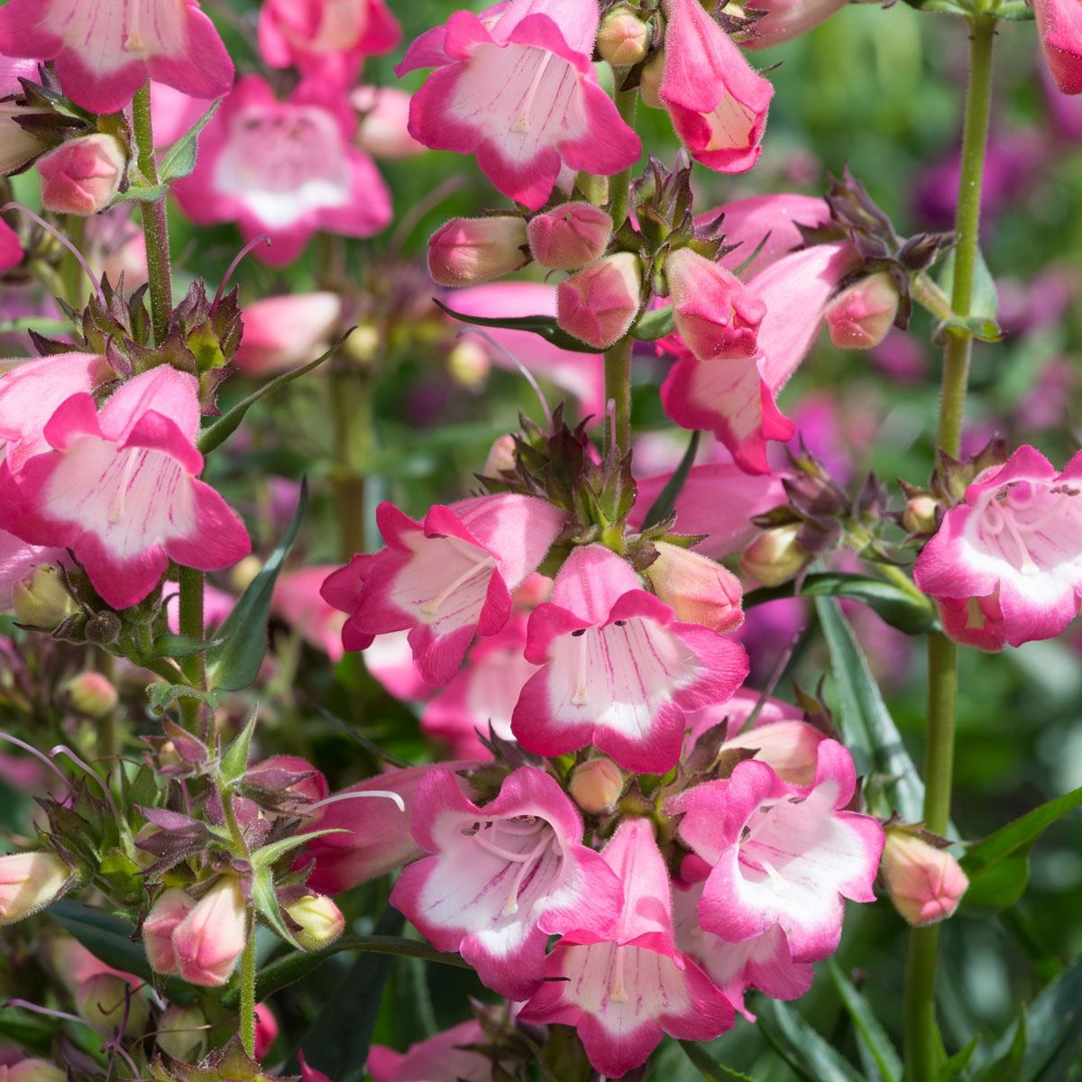 Penstemon Harlequin Pink | 1 Litre Garden Ready Plant