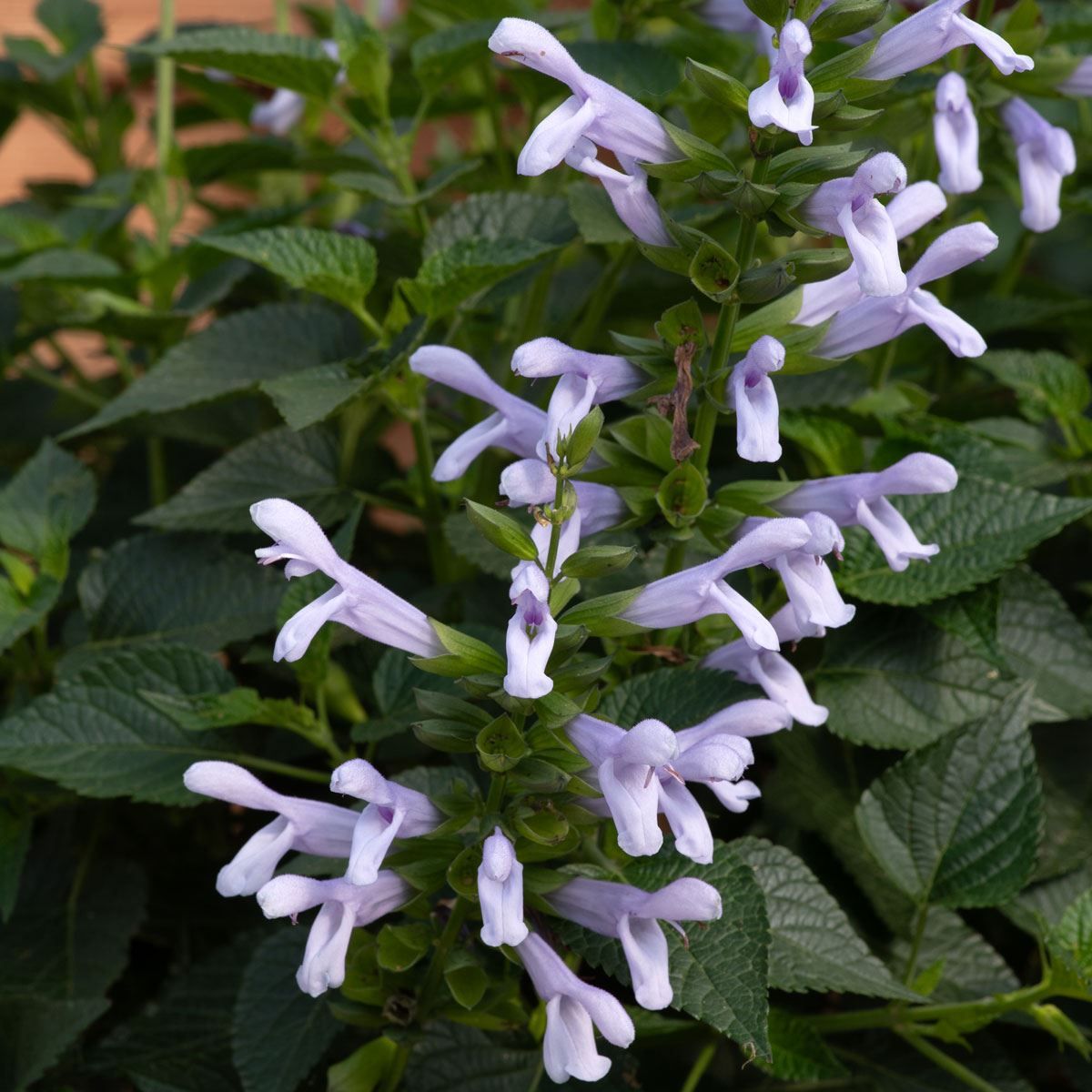 Salvia Salgoon Lake Silvretta | 1 Litre Garden Ready Plant