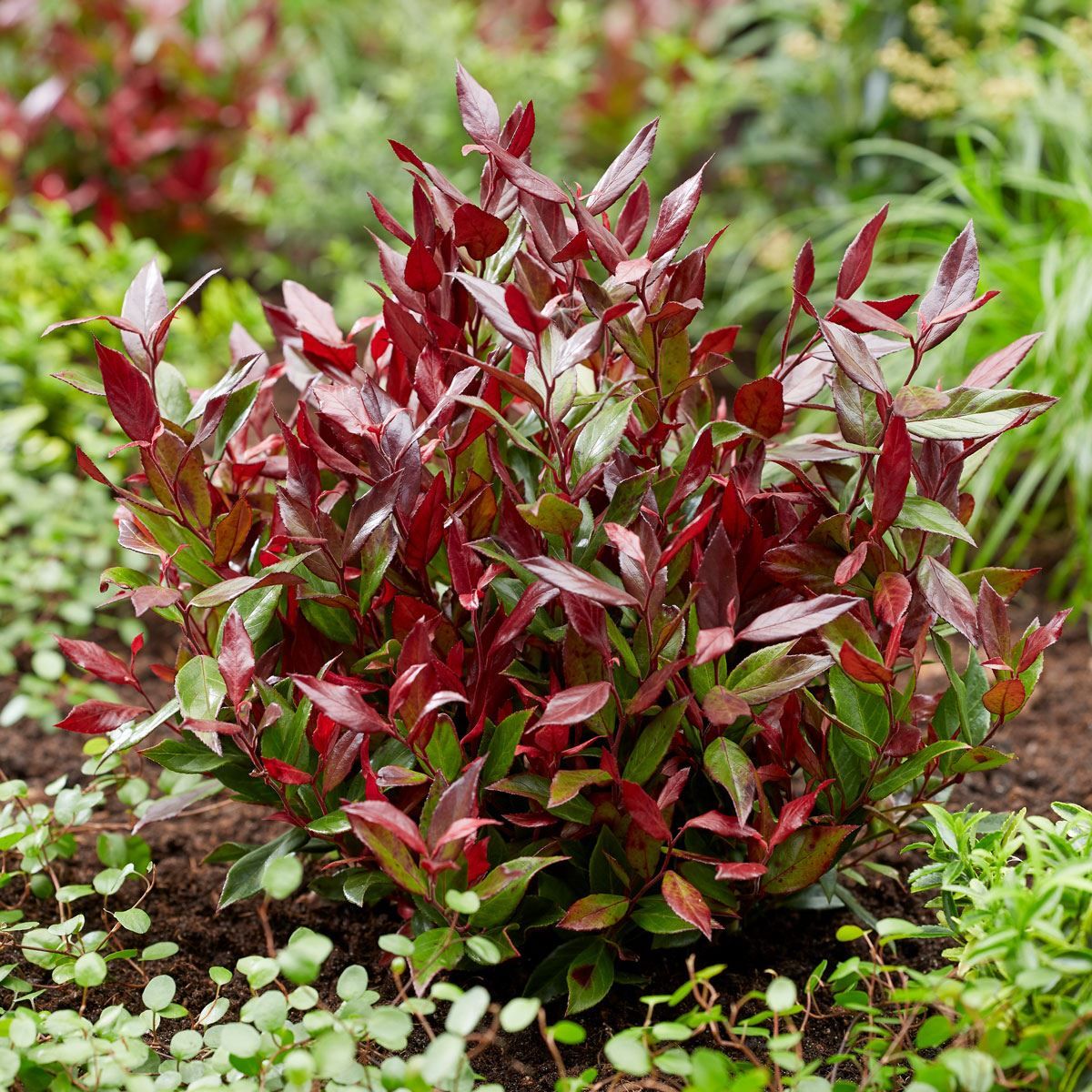 Leucothoe Little Flames | 9cm Garden Ready Plant