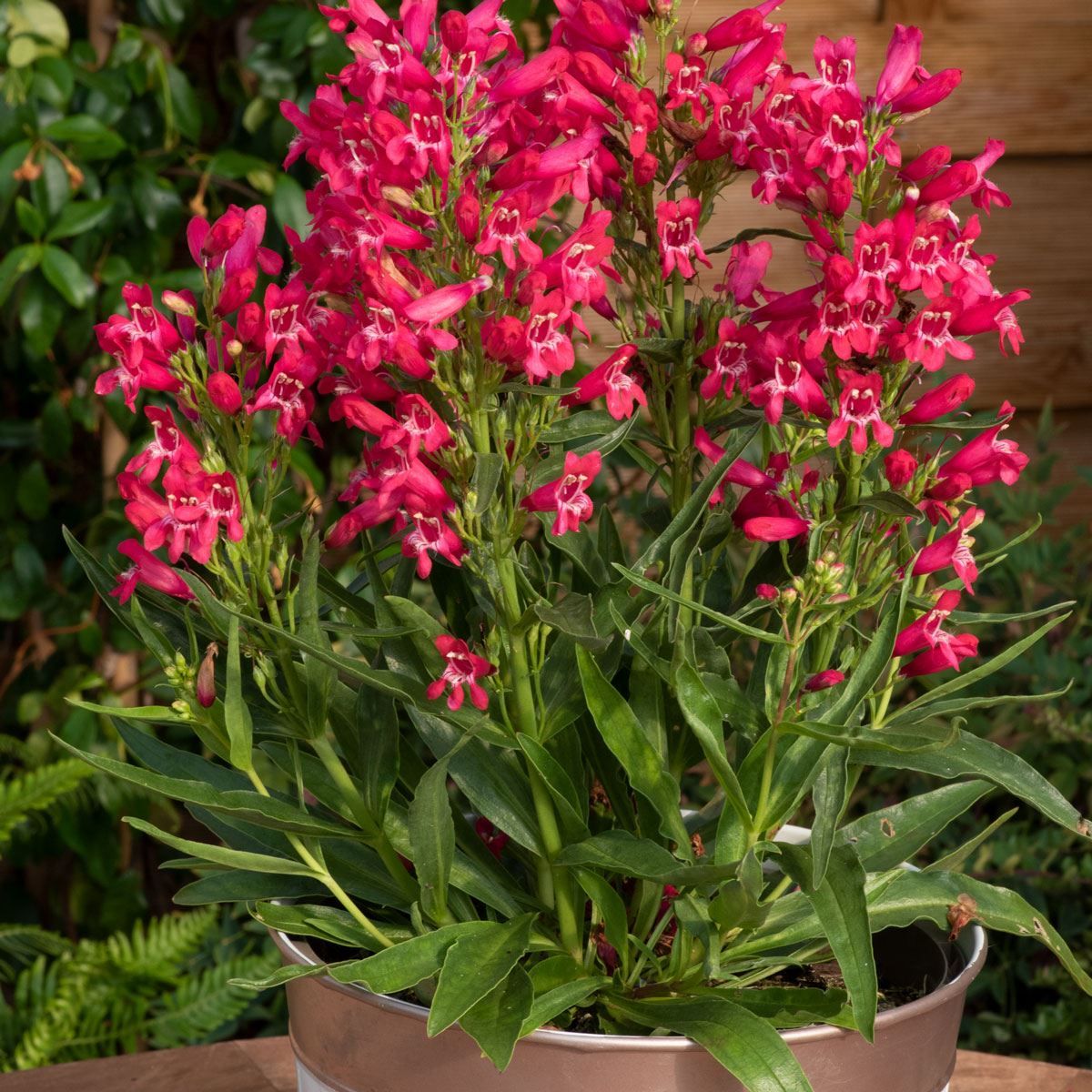 Penstemon Rock Candy Ruby | 1 Litre Garden Ready Plant