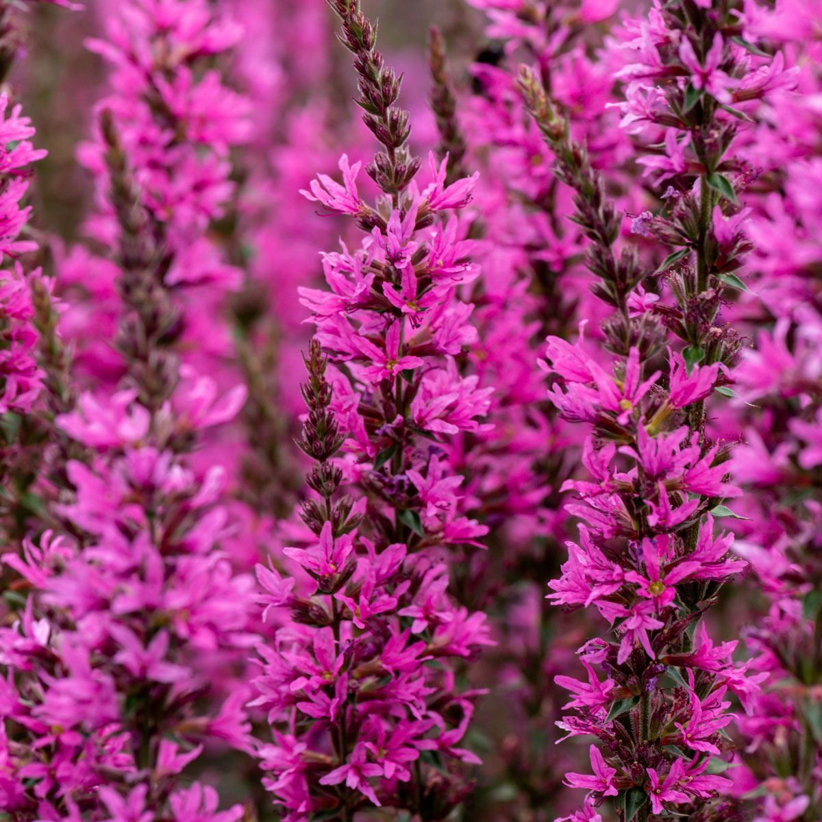 Lythrum hybrida Luminara Hot Pink | 1 Litre Garden Ready Plant
