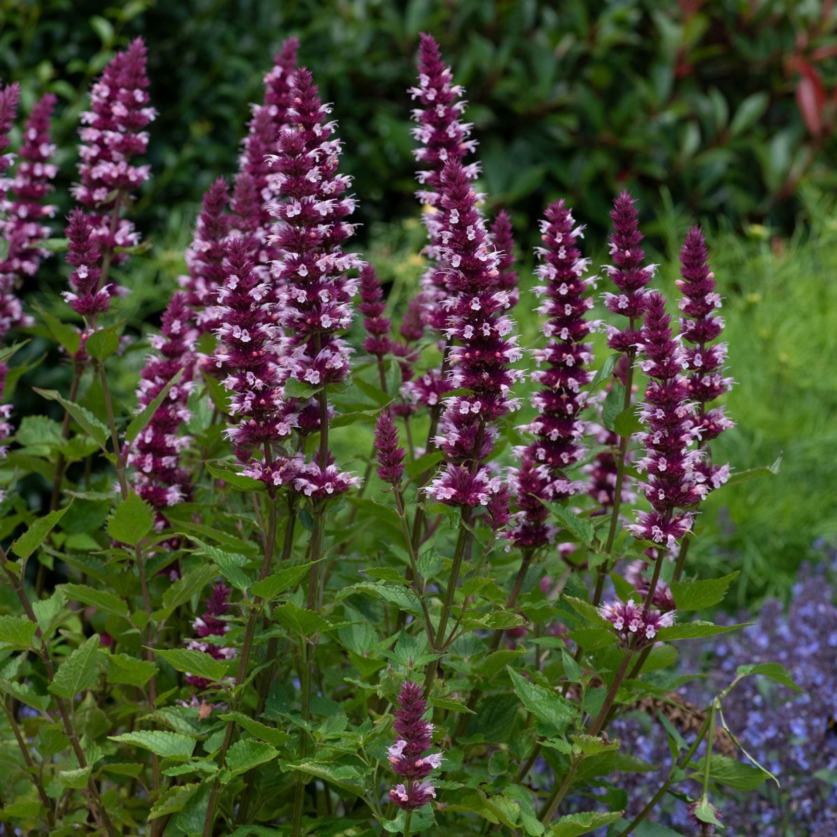 Agastache Beelicious Pink| 1 Litre Garden Ready Plant