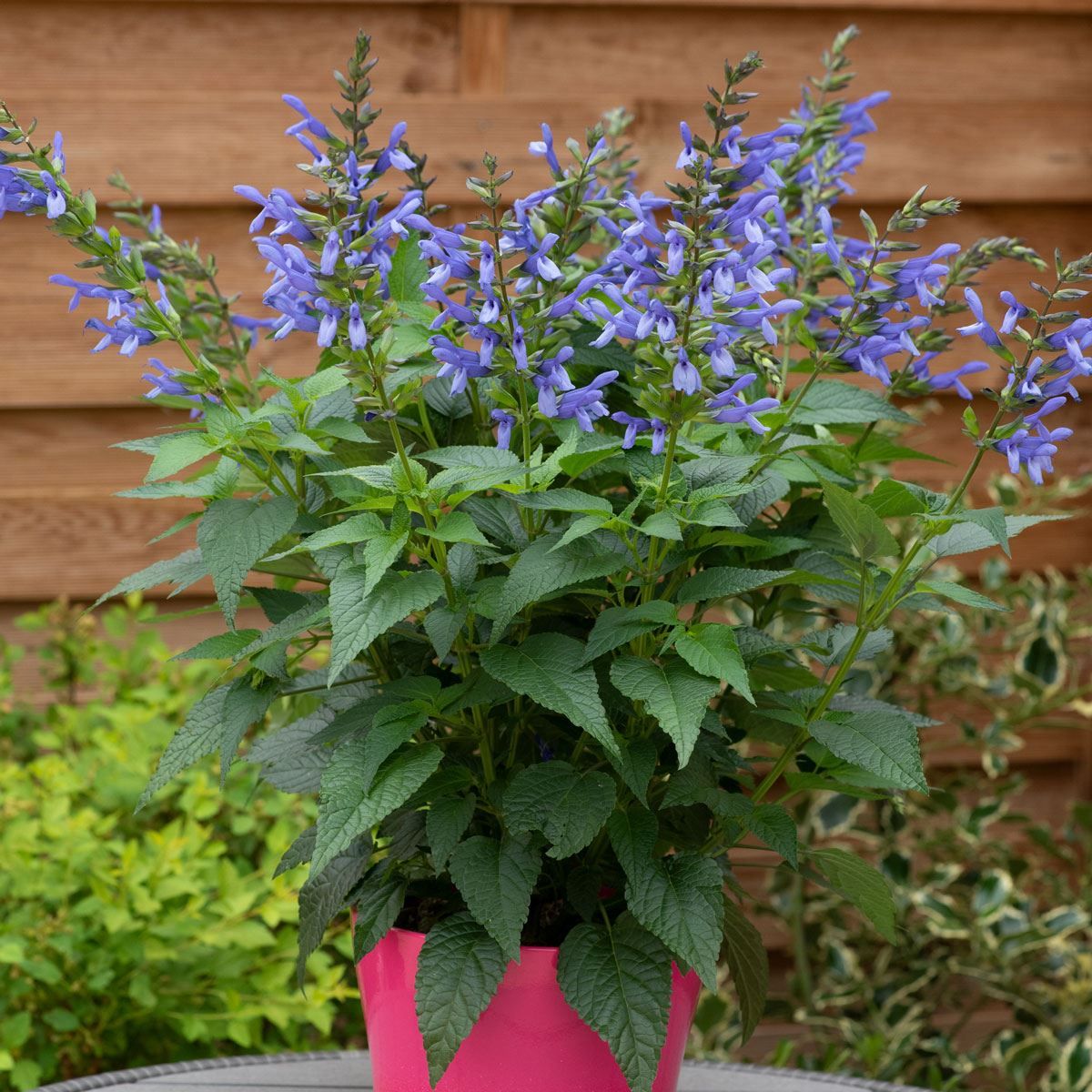 Salvia Salgoon Lake Como | 1 Litre Garden Ready Plant