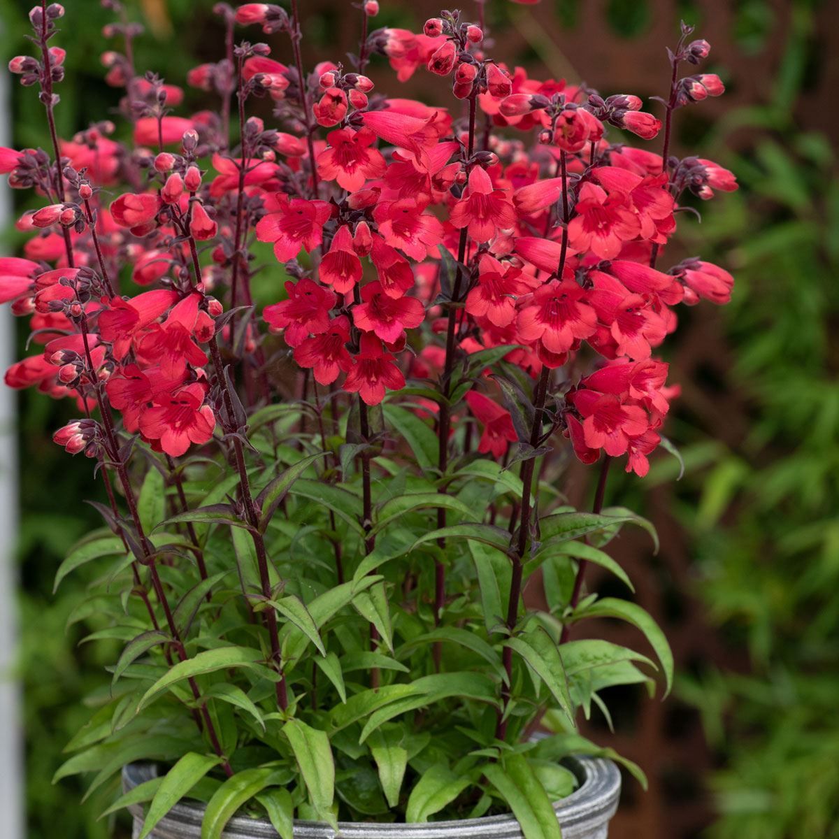 Penstemon Mountain Treats Red | 1 Litre Garden Ready Plant