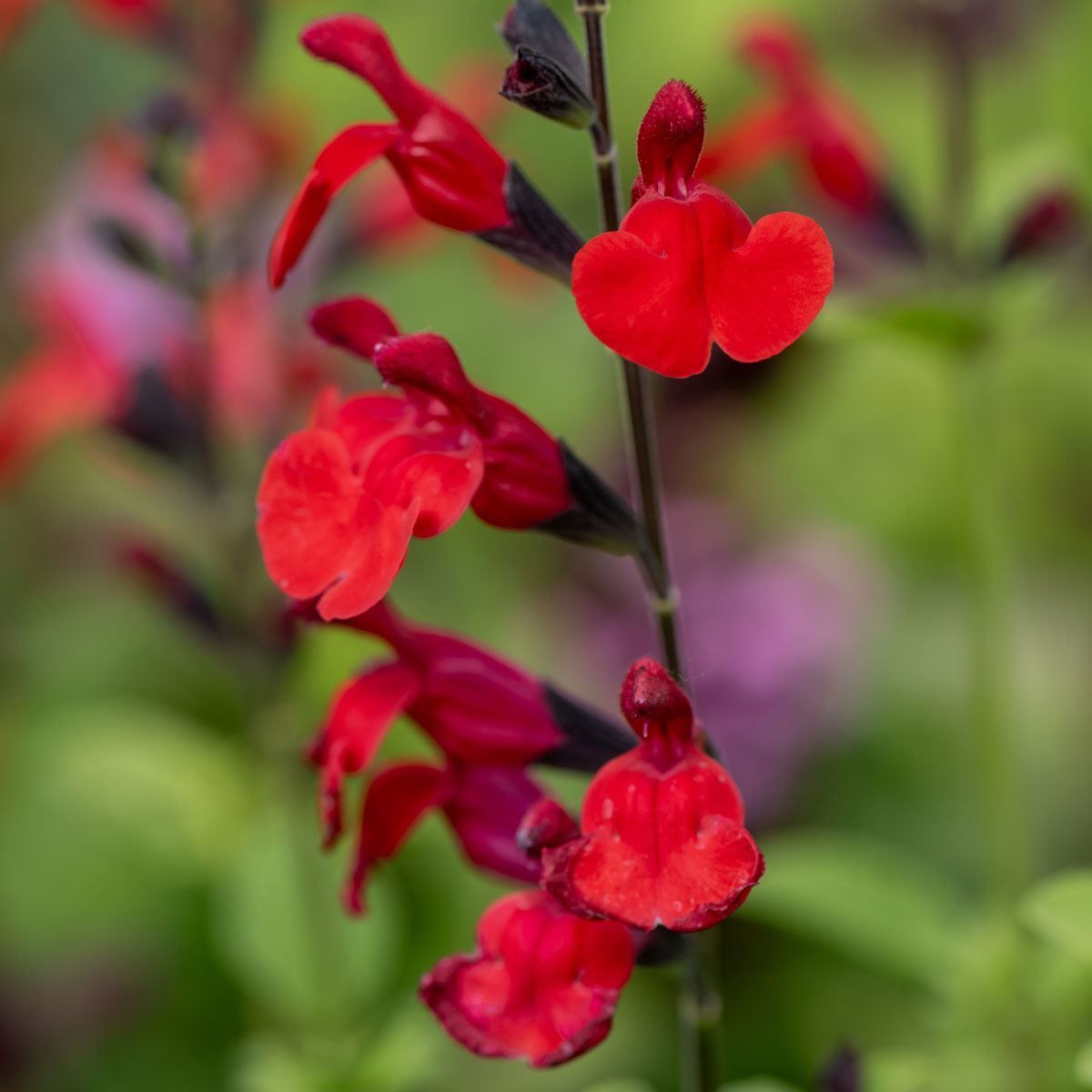 Salvia greggii Royal Bumble | 1 Litre Garden Ready Plant