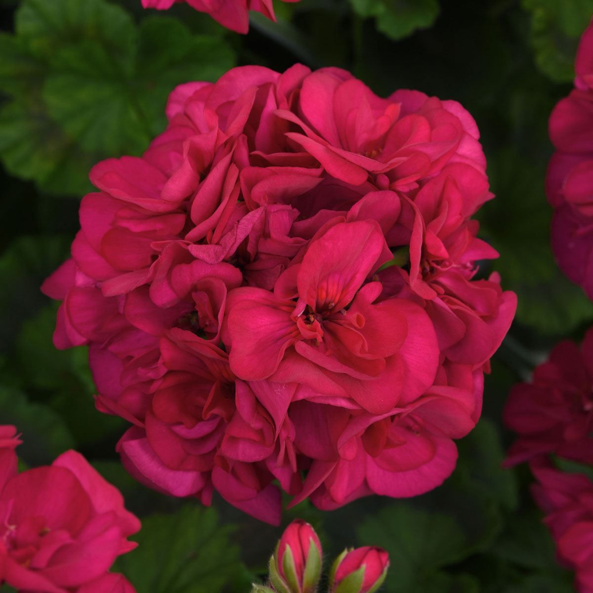 Geranium Galaxy Violet | 3 x 6cm Garden Ready Biodegradable Potted Plants