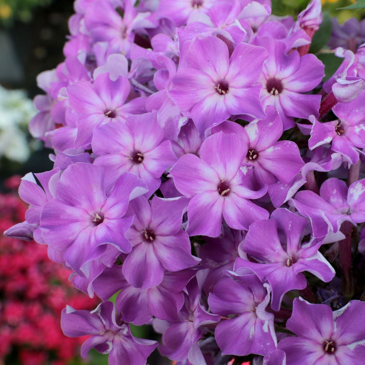 Phlox paniculata Early Purple Eye | 1 Litre Garden Ready Plant