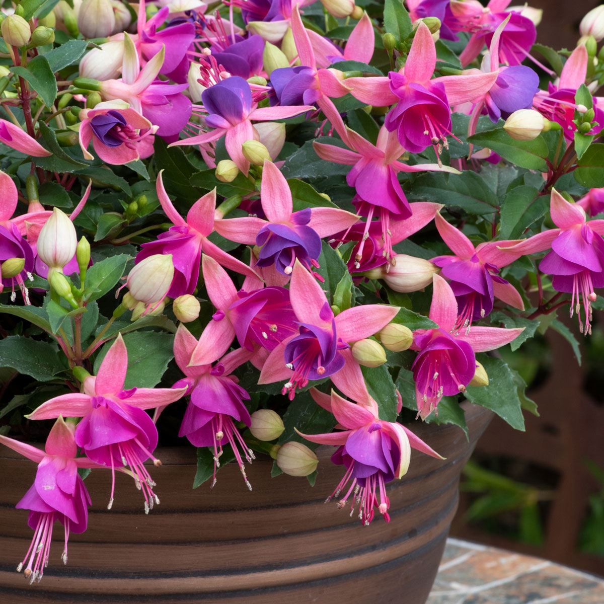 Fuchsia Diva Light Pink and Purple | 5 x 6cm Garden Ready Plant the Pot ...