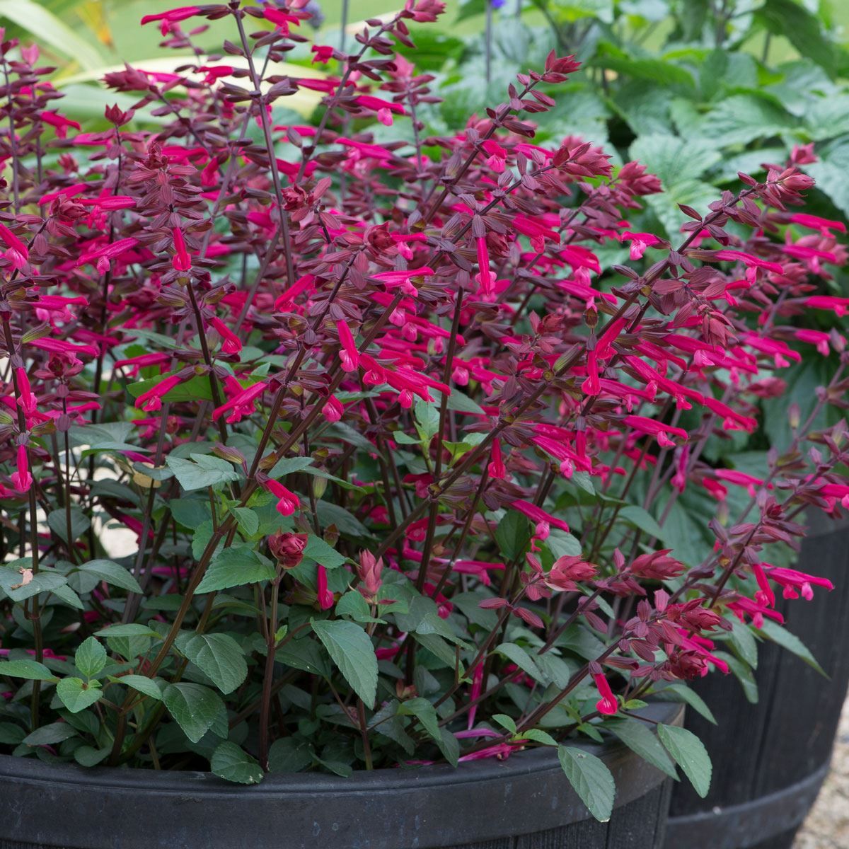 Salvia Salmina Purple Dark | 1 Litre Garden Ready Plant
