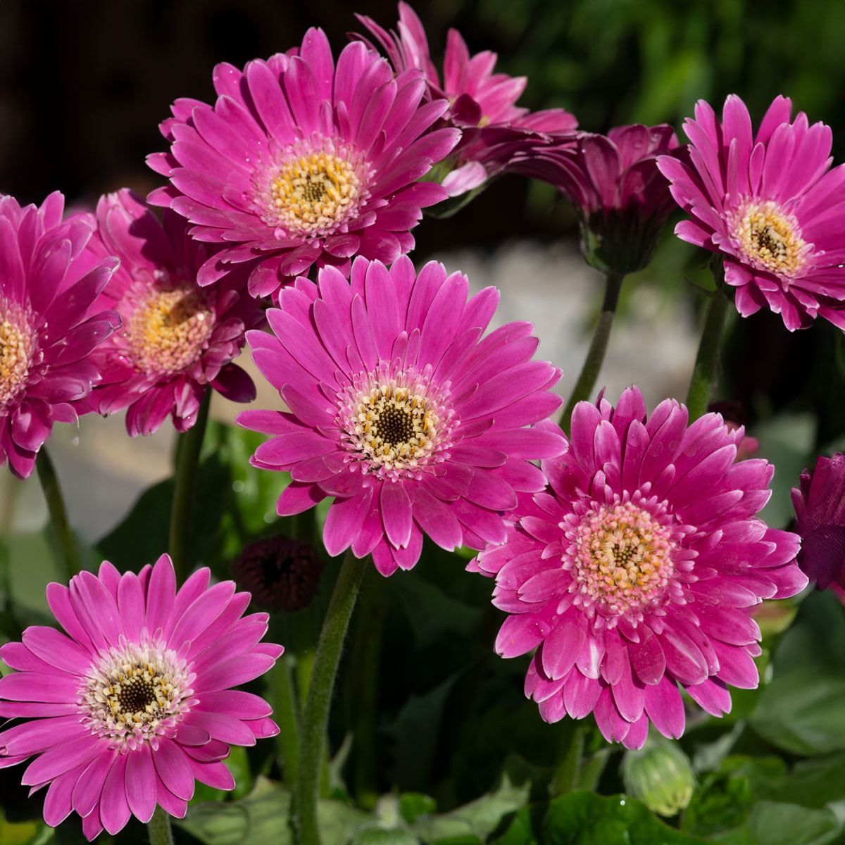 Gerbera Garvinea Sweet Surprise | 1 Litre Garden Ready Plant