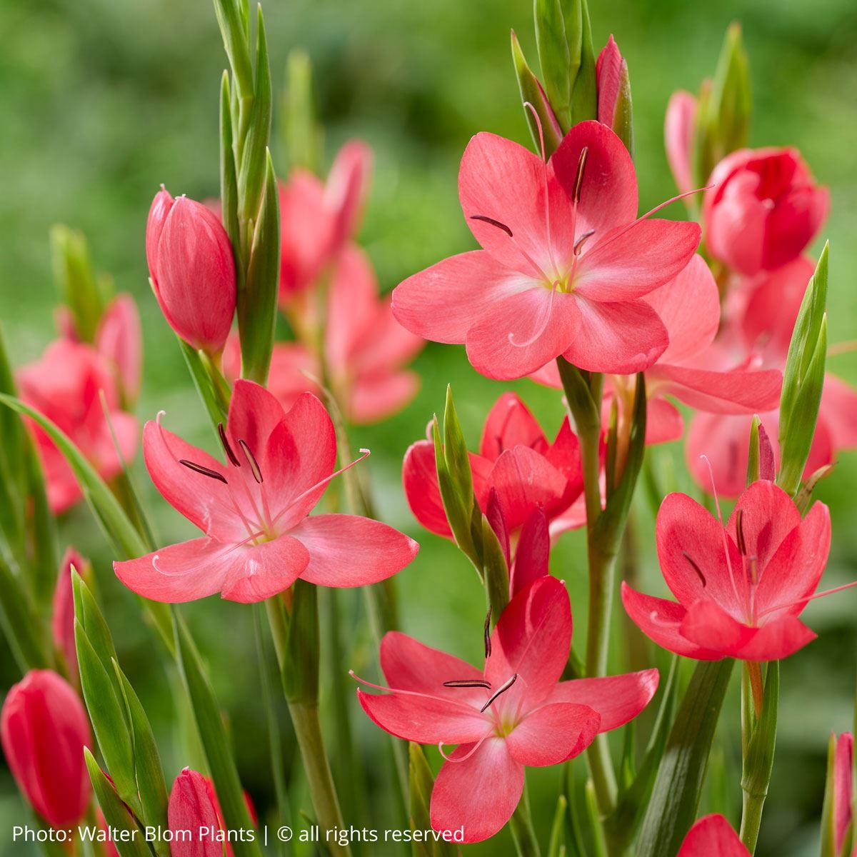 Hesperantha Oregon Sunset | 1 Litre Garden Ready Plant