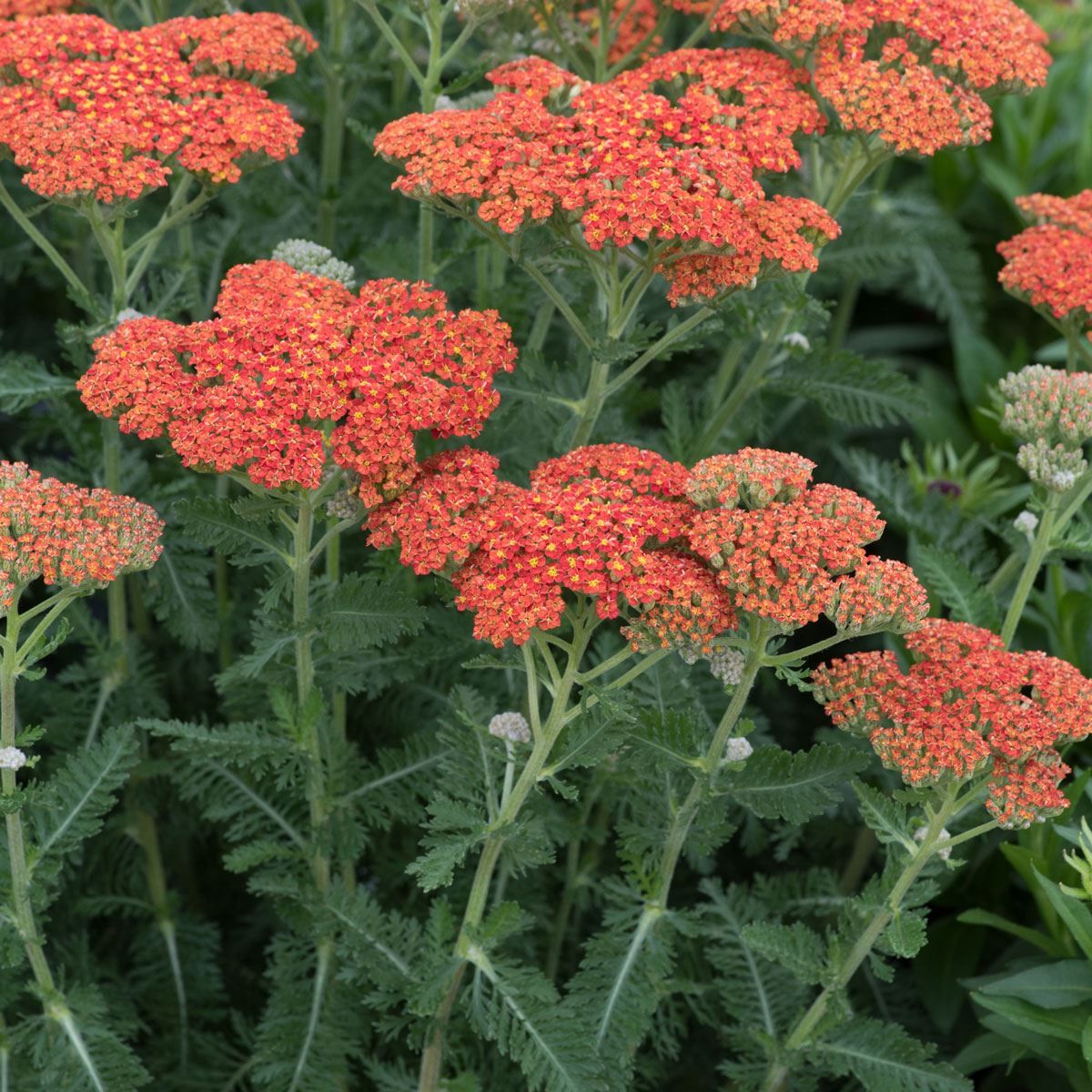 Achillea millefolium Sassy Summer Sunset | 1 Litre Garden Ready Plant