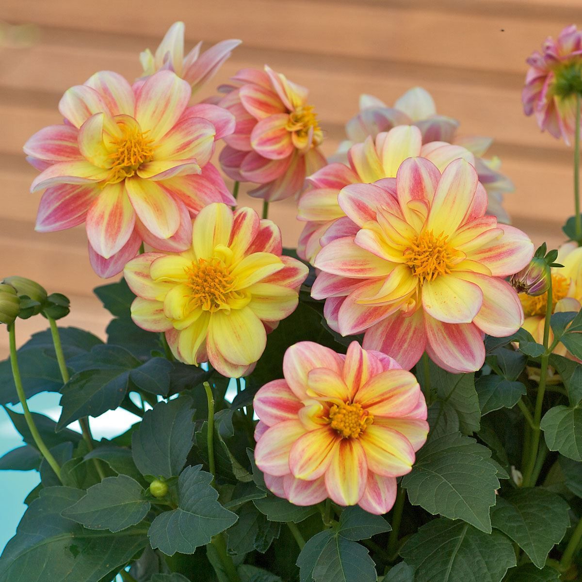 Dahlia Dalaya Garden Shari | 1 Litre Garden Ready Plant