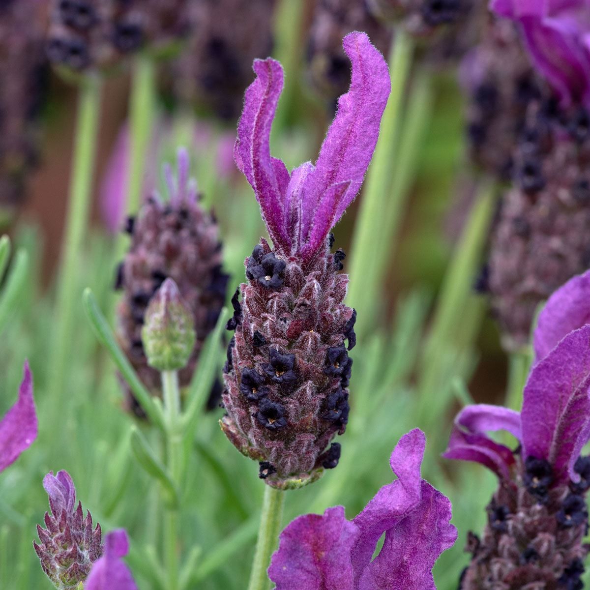 Lavender Butterfly Garden Intense Purple | 1 Litre Garden Ready Plant